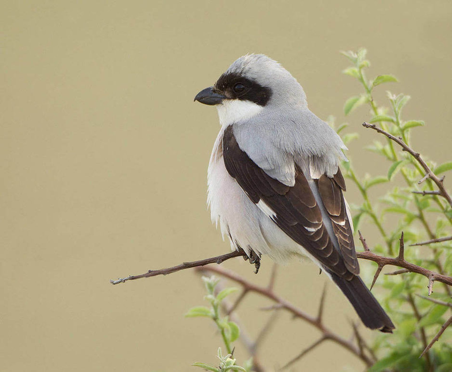 Esta es el ave más rara de España y sólo queda una pareja en Lleida ...