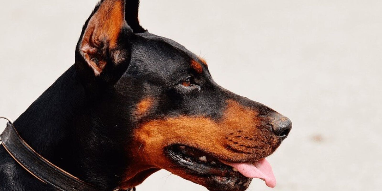 Los 10 Mejores Perros Guardianes - pasalo.es