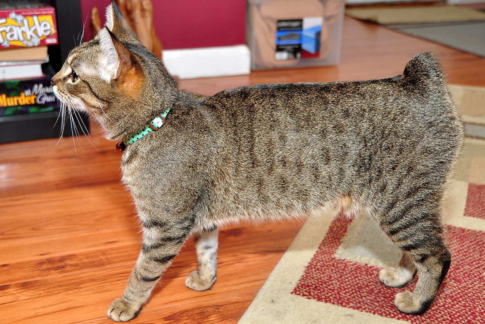 ¿Cómo perdimos la cola los seres humanos? - pasalo.es